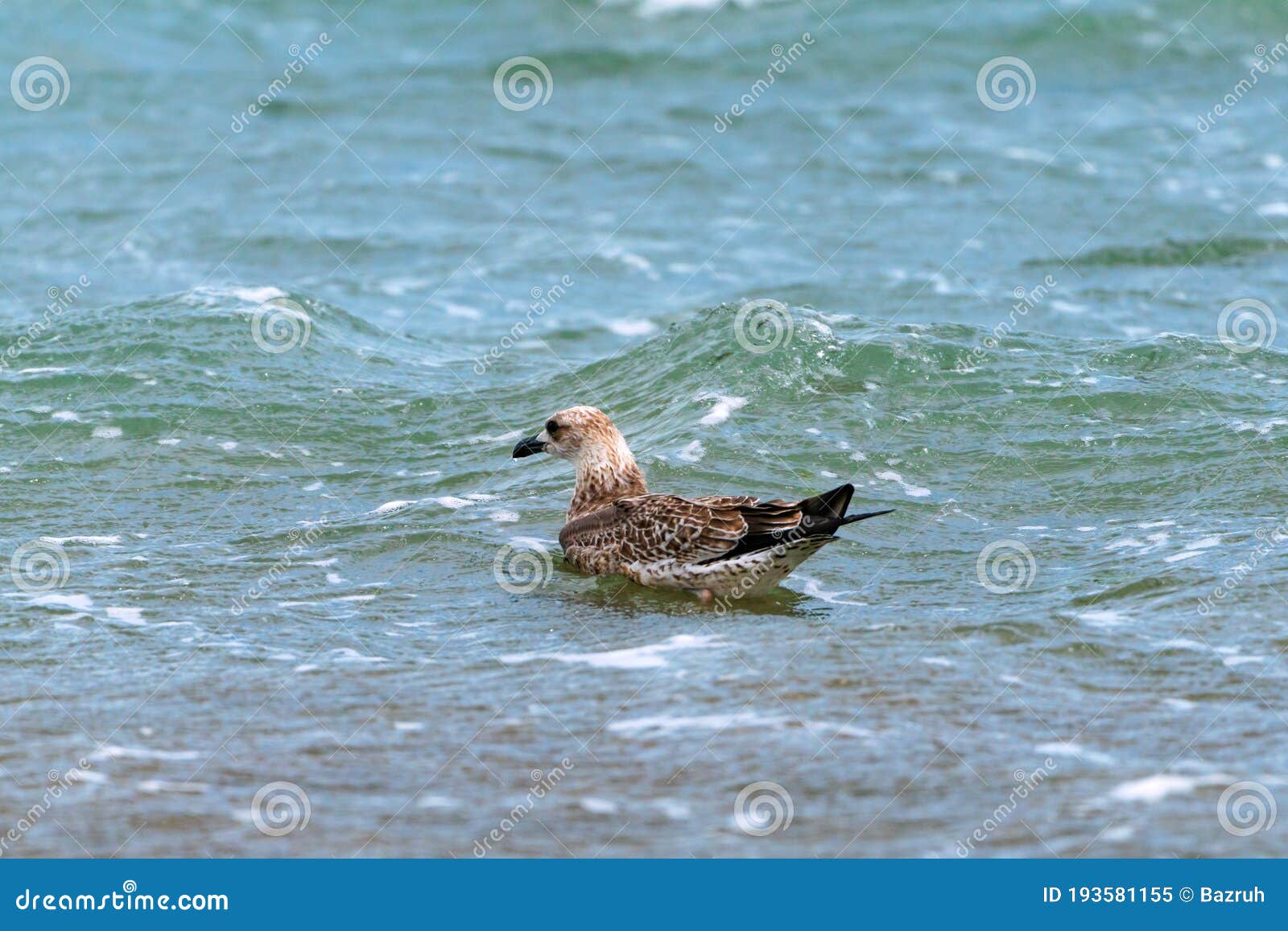 Large seagull swims on sea stock image. Image of large - 193581155