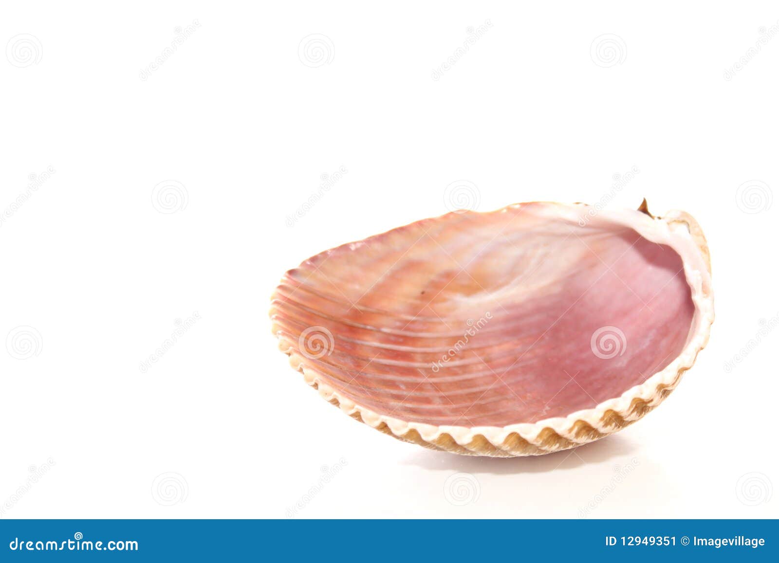 Large seashell stock image. Image of beautiful, objects - 12949351