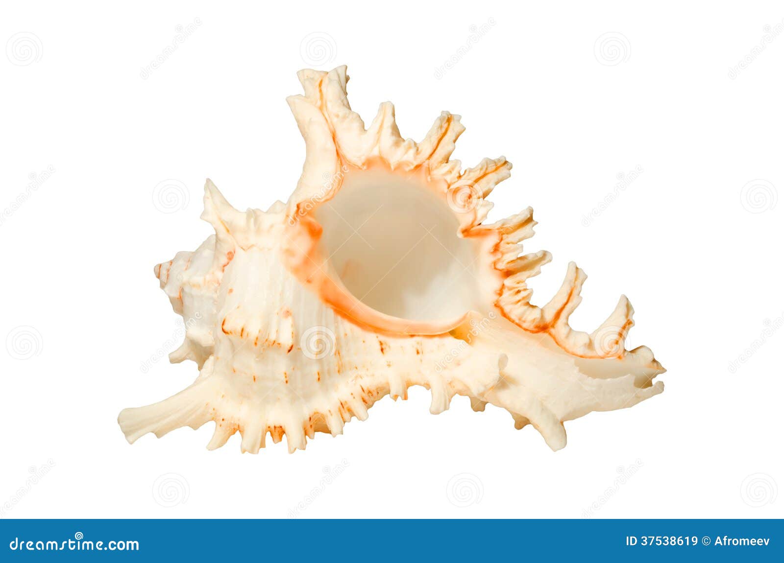 Large seashell. stock image. Image of white, shellfish - 37538619