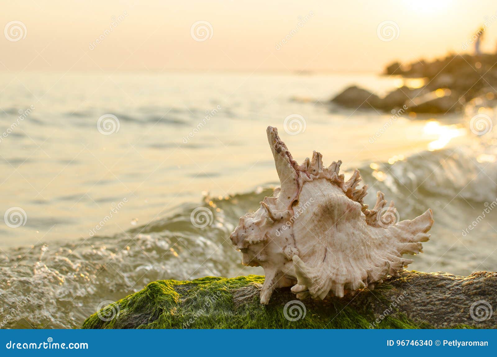 Large Seashell on the Background of the Sea Shore Stock Photo - Image ...