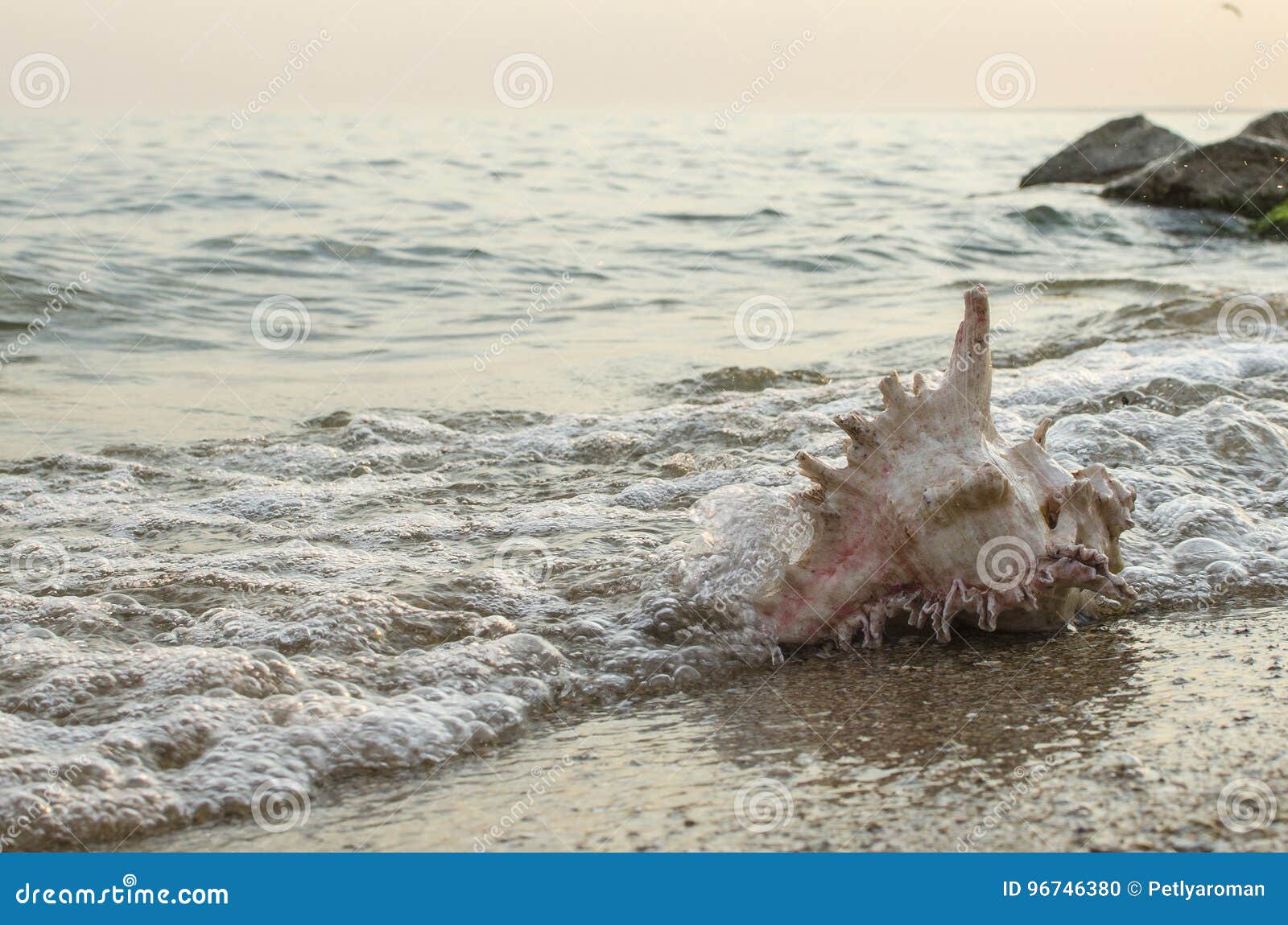 Large Seashell on the Background of the Sea Shore Stock Photo - Image ...