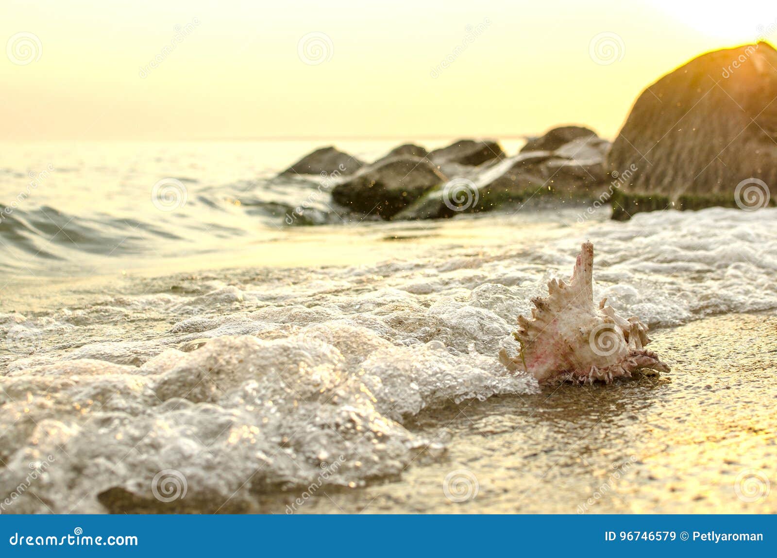 Large Seashell on the Background of the Sea Shore Stock Image - Image ...