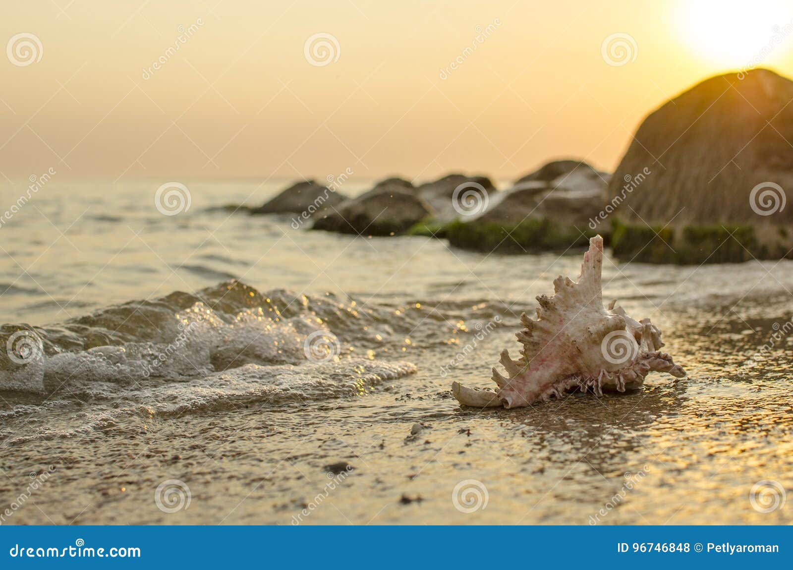 Large Seashell on the Background of the Sea Shore Stock Photo - Image ...