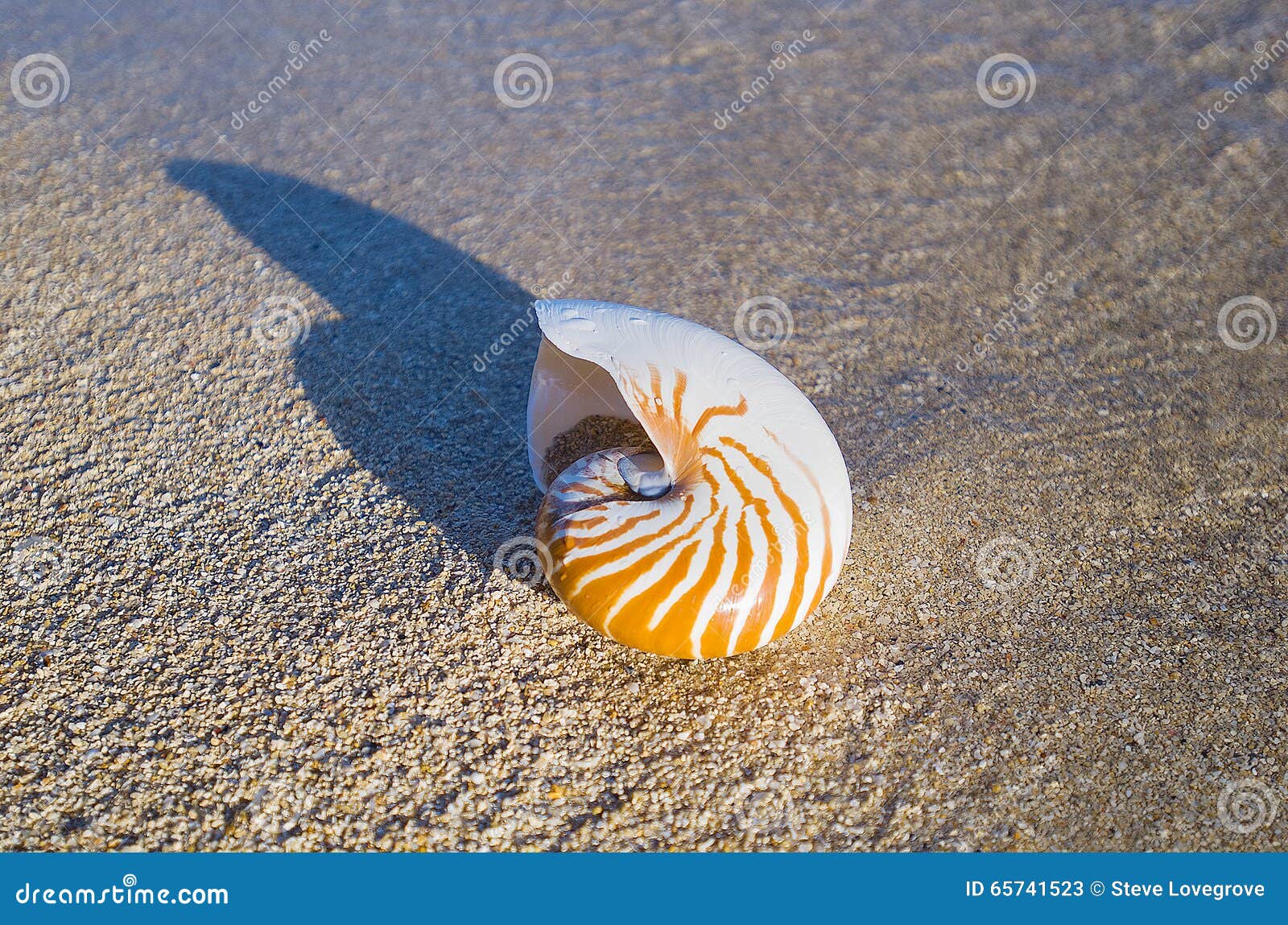 Large Seashell on beach stock image. Image of shoreline - 65741523