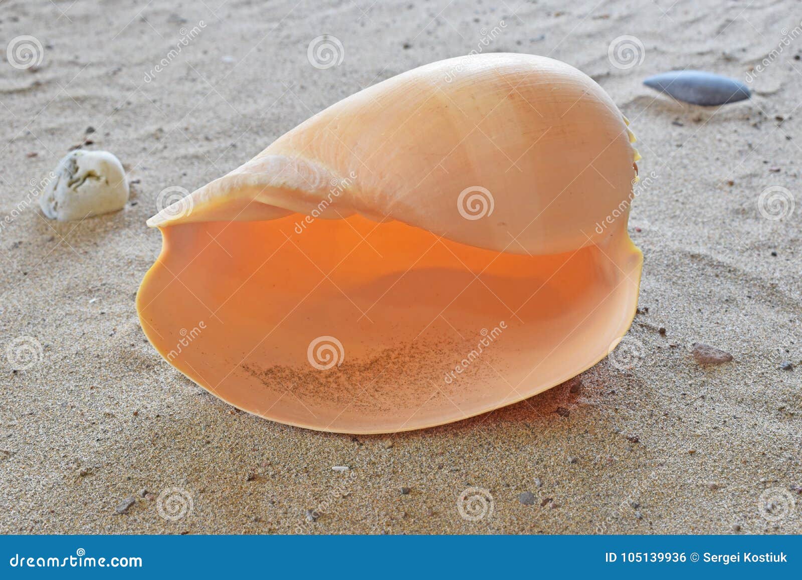 Large seashell beautiful stock photo. Image of beach - 105139936