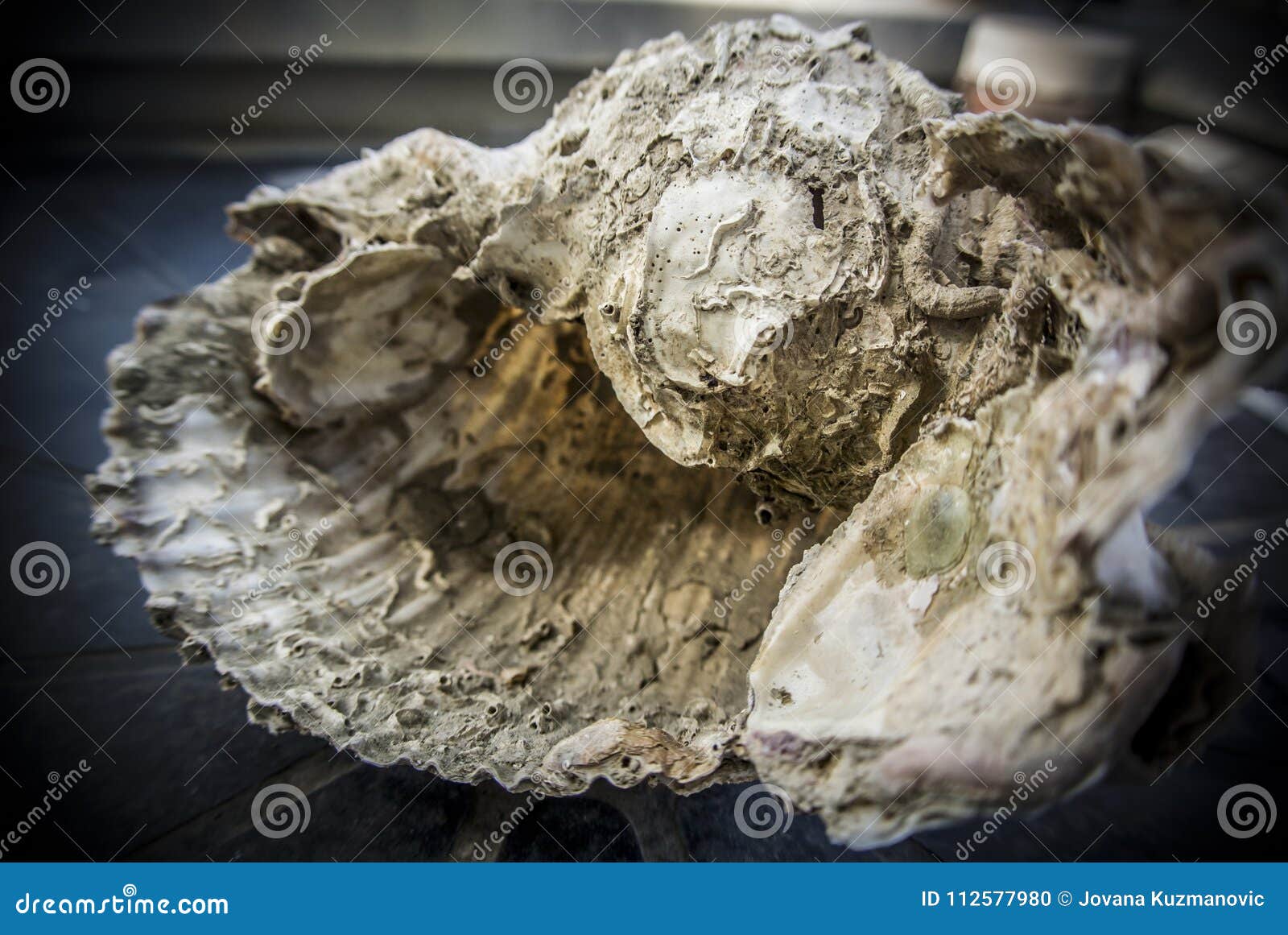 Large Seashell stock photo. Image of natural, bilogy - 112577980