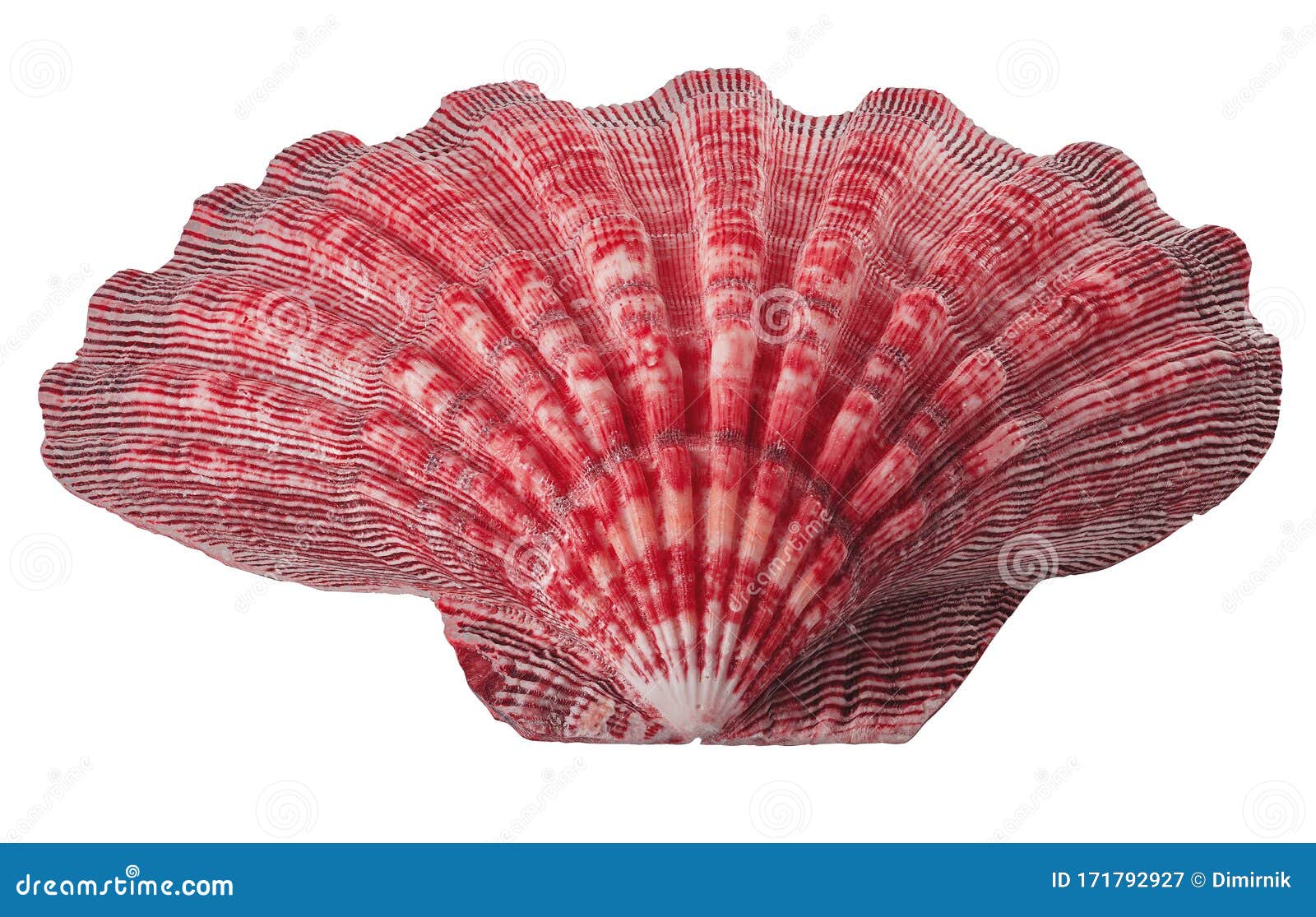 Large seashell stock image. Image of mollusk, life, fauna - 171792927