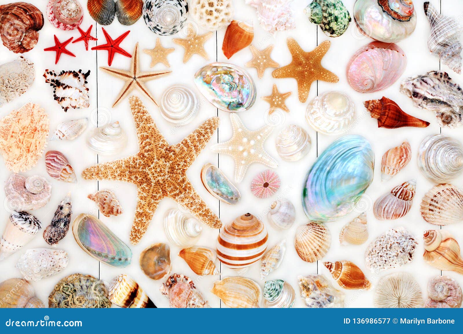 Large Seashell Collection stock image. Image of crustacean - 136986577