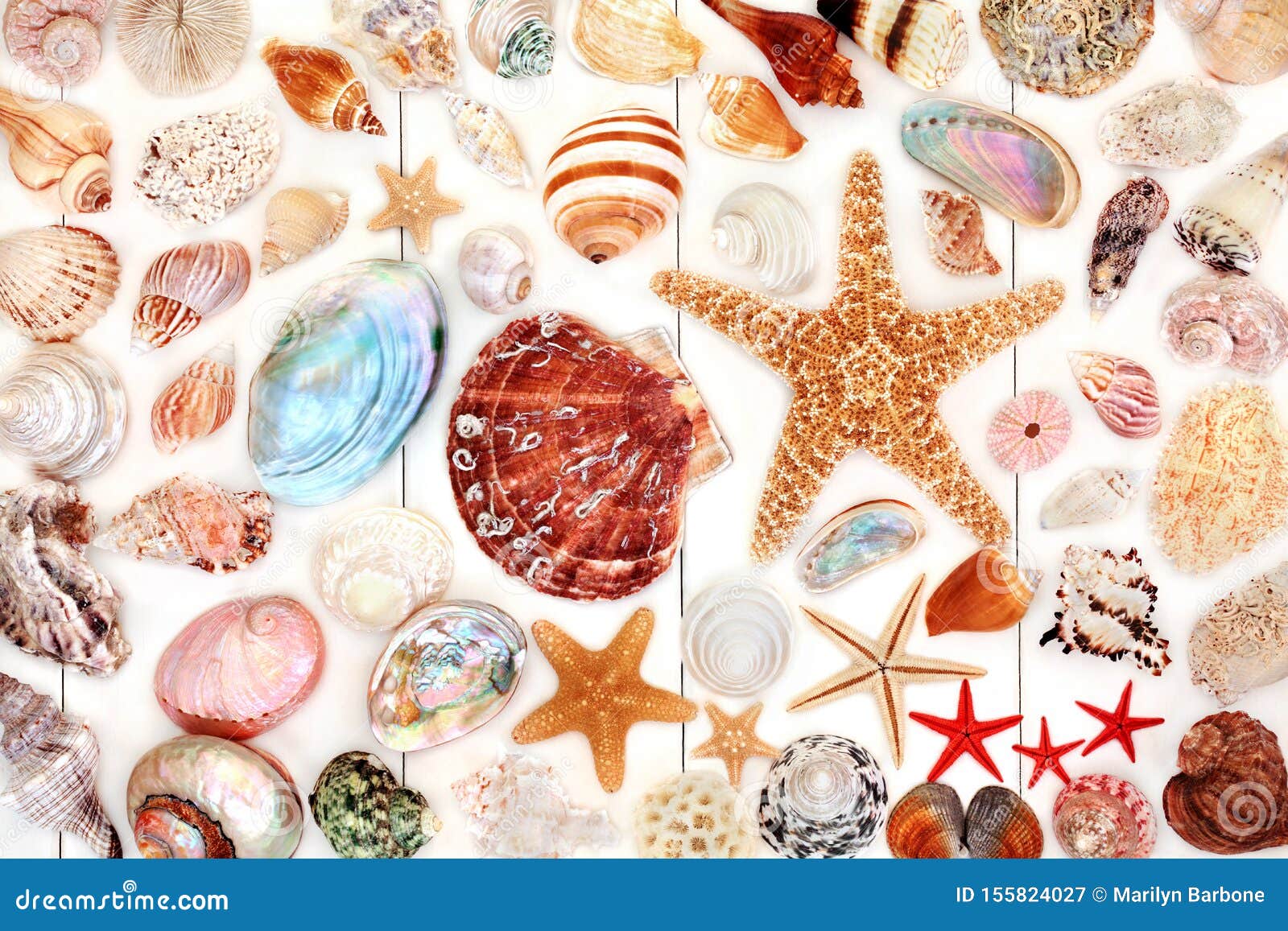 Large Seashell Collection stock image. Image of mussel - 155824027