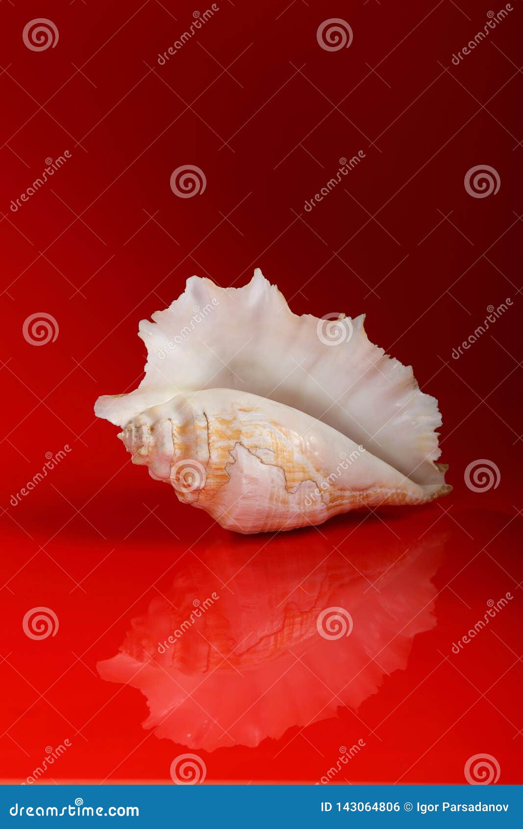 Sea Shell on Red Background Stock Photo - Image of harmony, waves ...