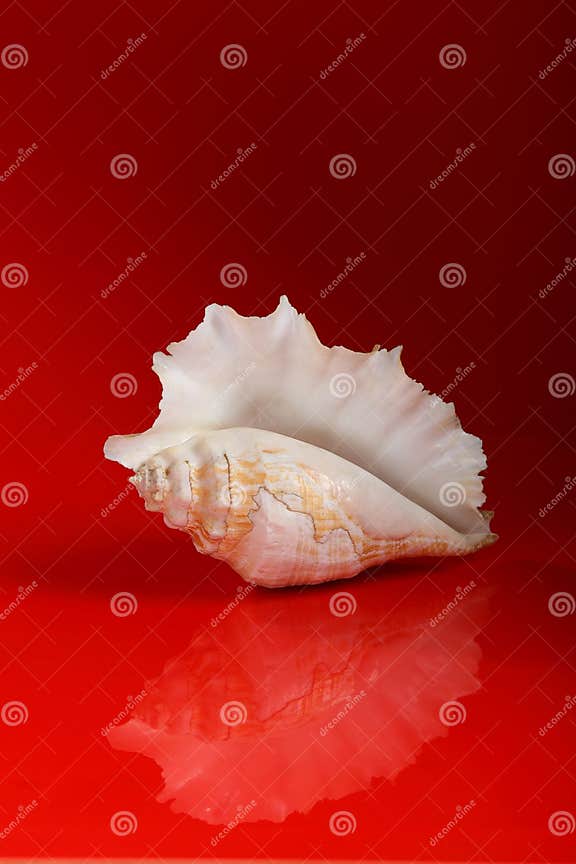 Sea Shell on Red Background Stock Photo - Image of harmony, waves ...
