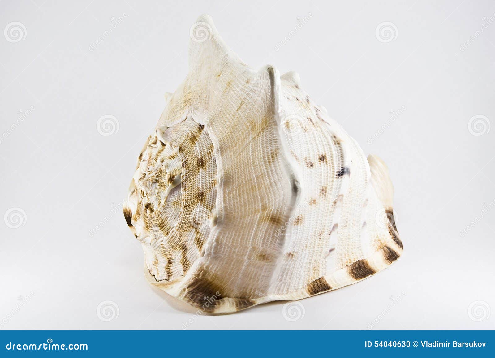 Large seashell stock photo. Image of beach, conch, decoration - 54040630