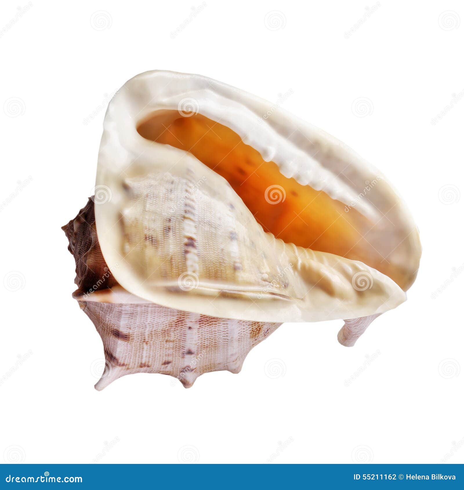 Large Seashell, Isolated White Background Stock Photo - Image of ...
