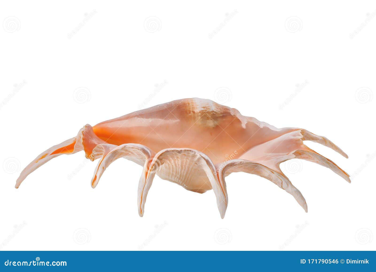 Large Seashell Lambis Truncata Stock Photo - Image of cockleshell ...