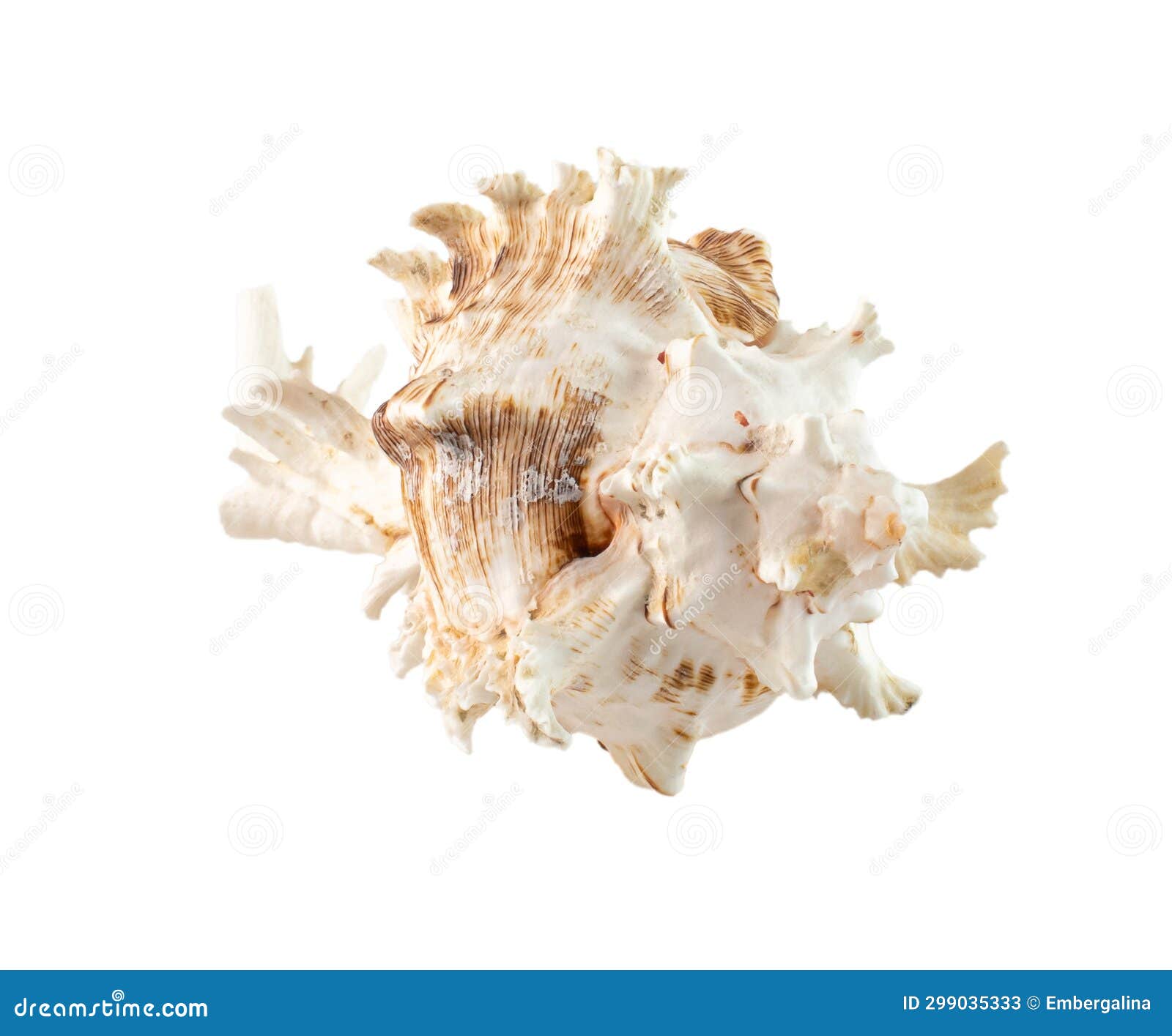 Large seashell stock image. Image of summer, beach, animal - 299035333