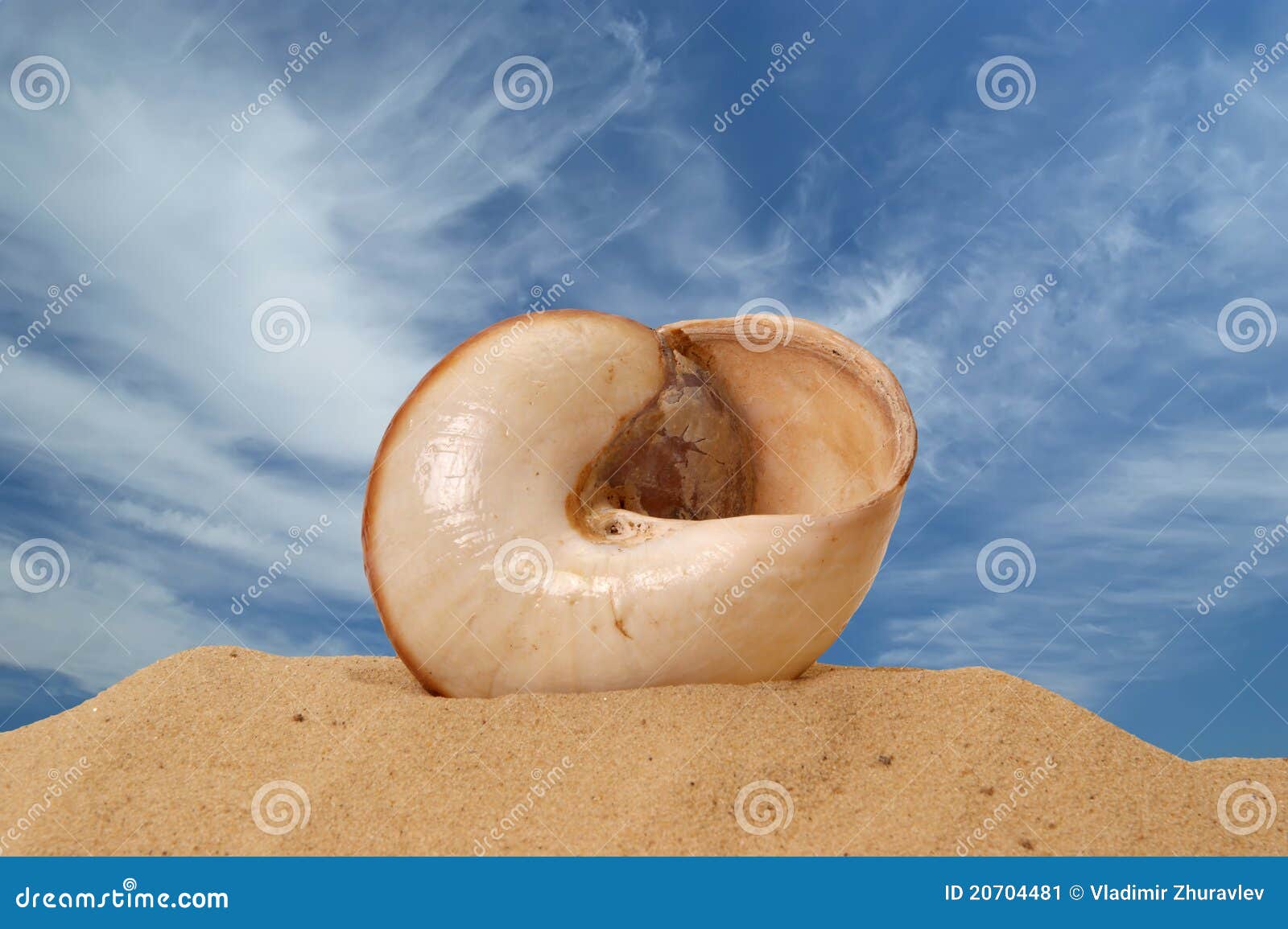 Large seashell on the sand stock image. Image of coastline - 20704481