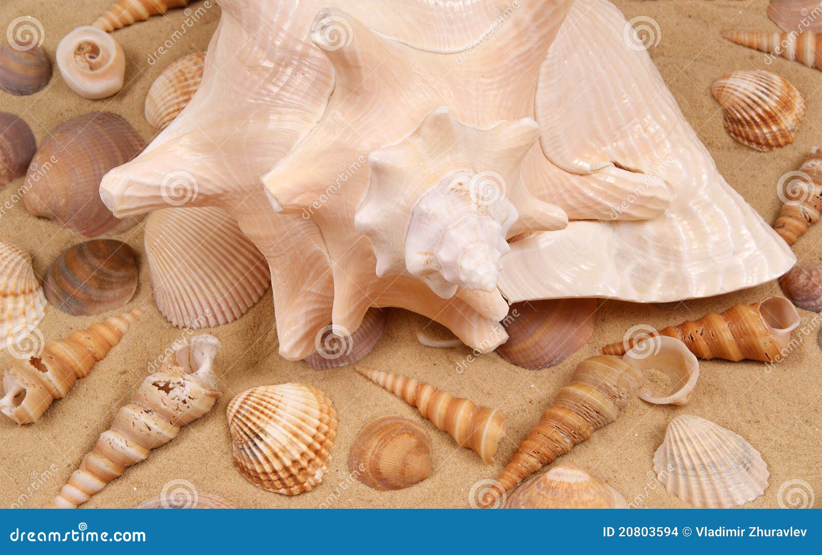 Large seashell on the sand stock photo. Image of beach - 20803594