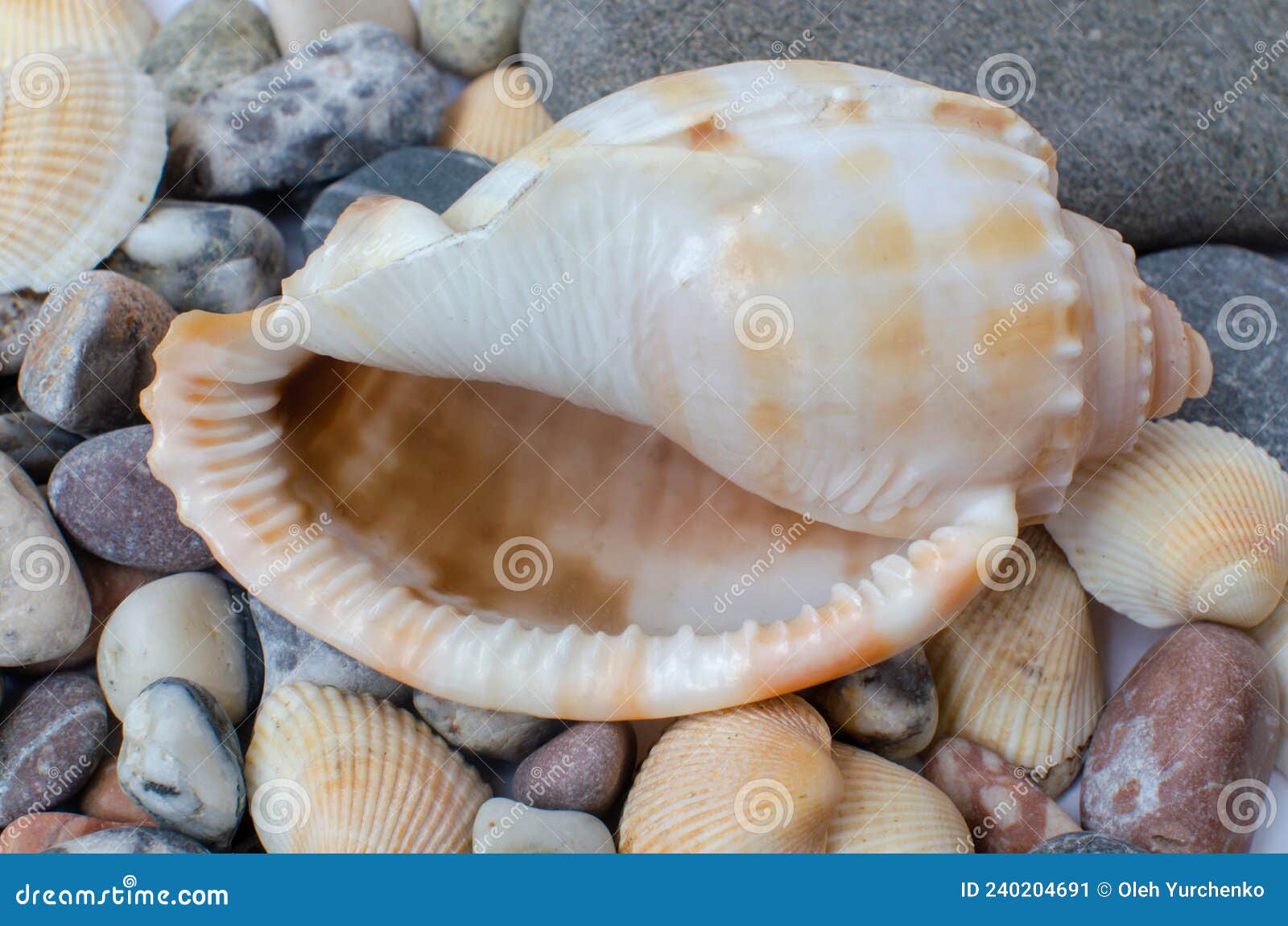 Large seashell stock image. Image of produce, pebbles - 240204691