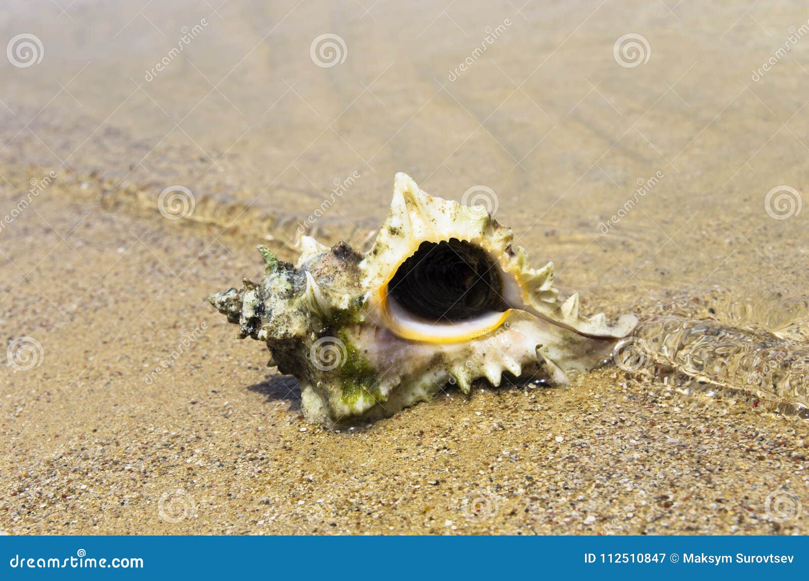 Large Seashell on the Seashore. Stock Image - Image of decorative ...