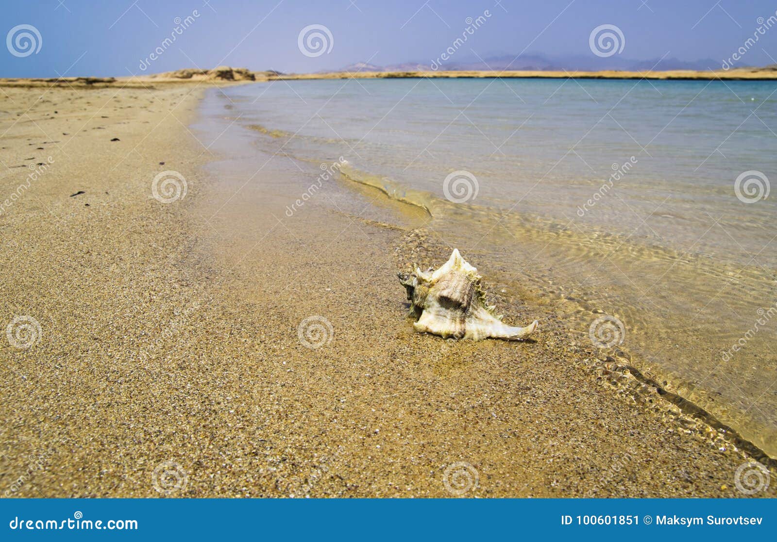 Large Seashell on the Seashore Stock Image - Image of blue, decorative ...