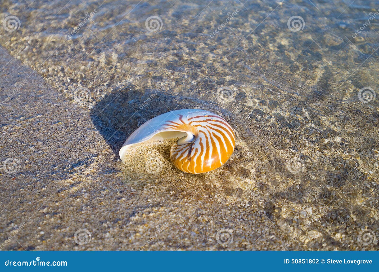 Large Seashell stock photo. Image of marine, queensland - 50851802