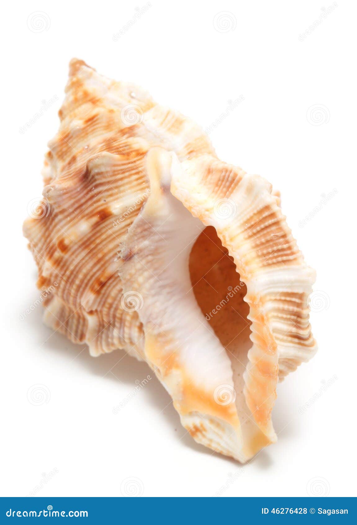 Large seashell stock photo. Image of animal, decoration - 46276428
