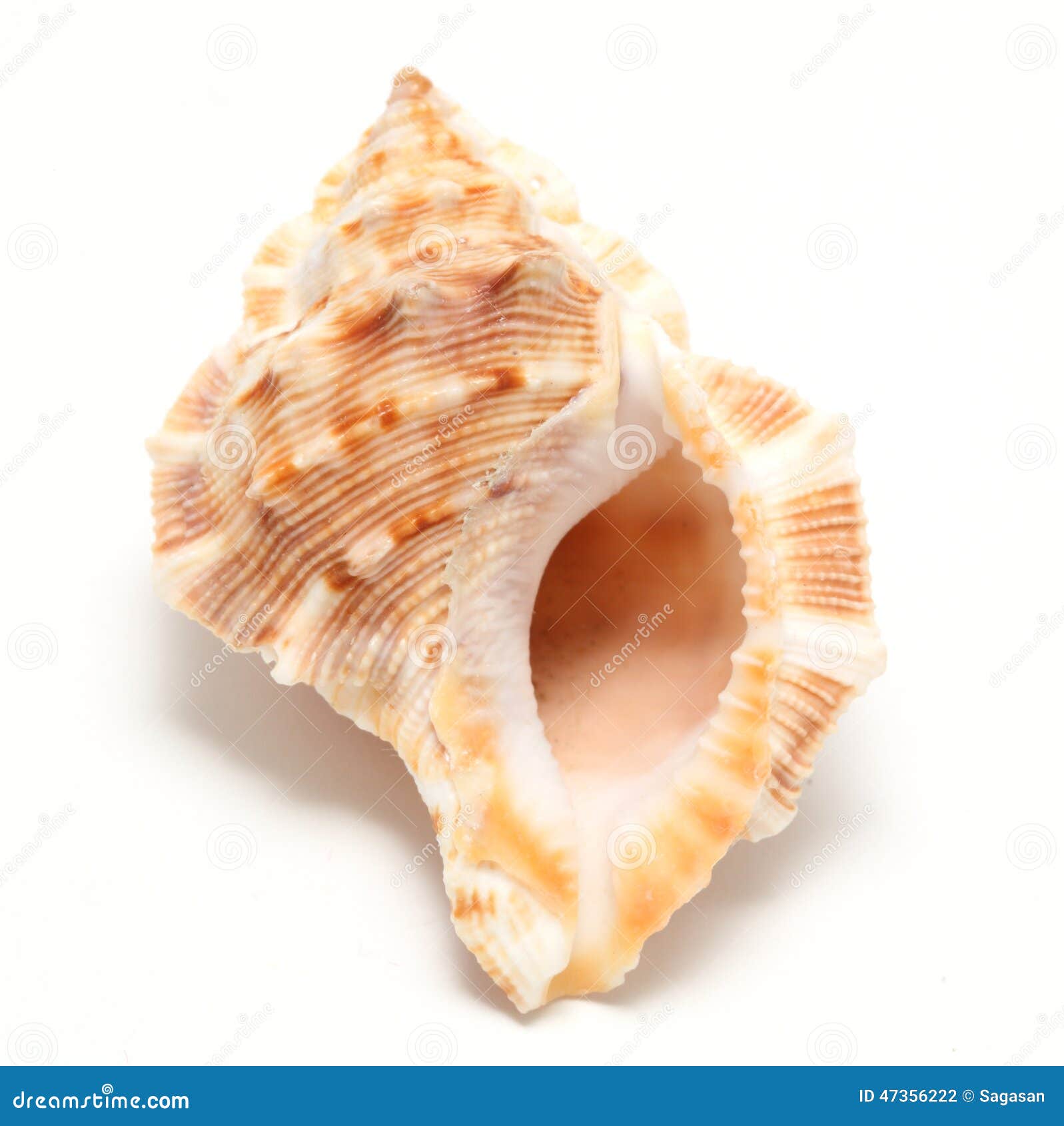 Large seashell stock photo. Image of shell, skeleton - 47356222