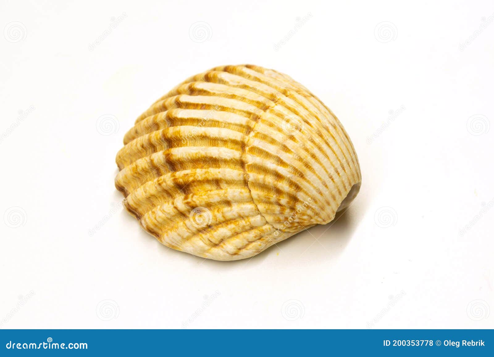 Large Seashell on White Background Stock Photo - Image of pearl ...