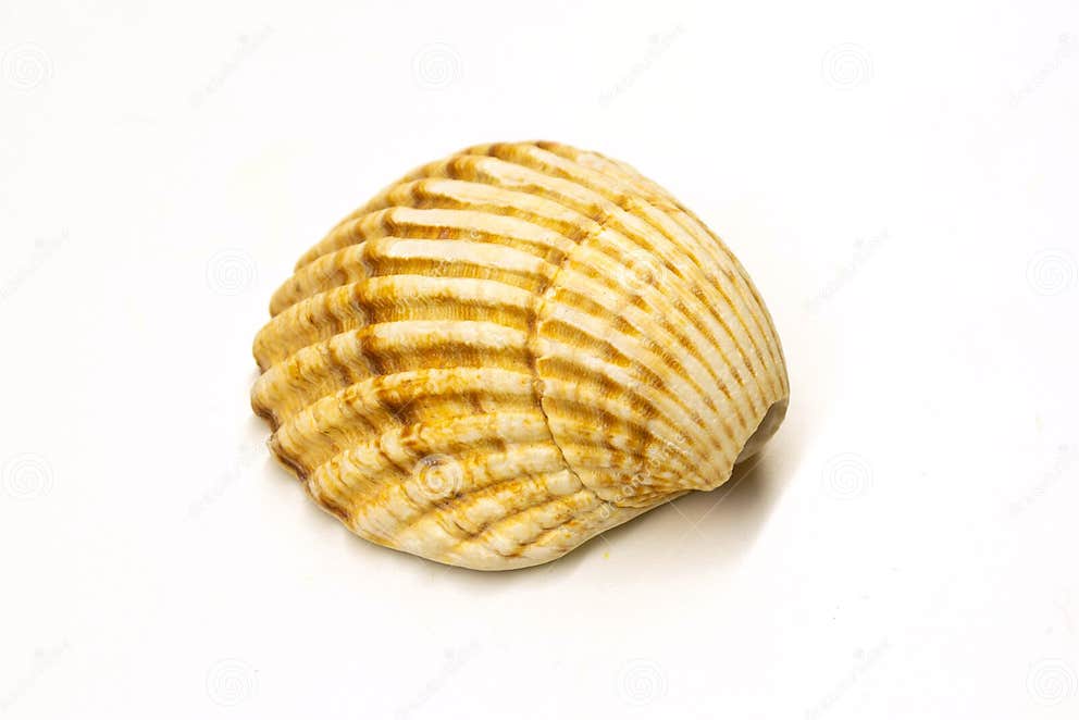 Large Seashell on White Background Stock Photo - Image of pearl ...
