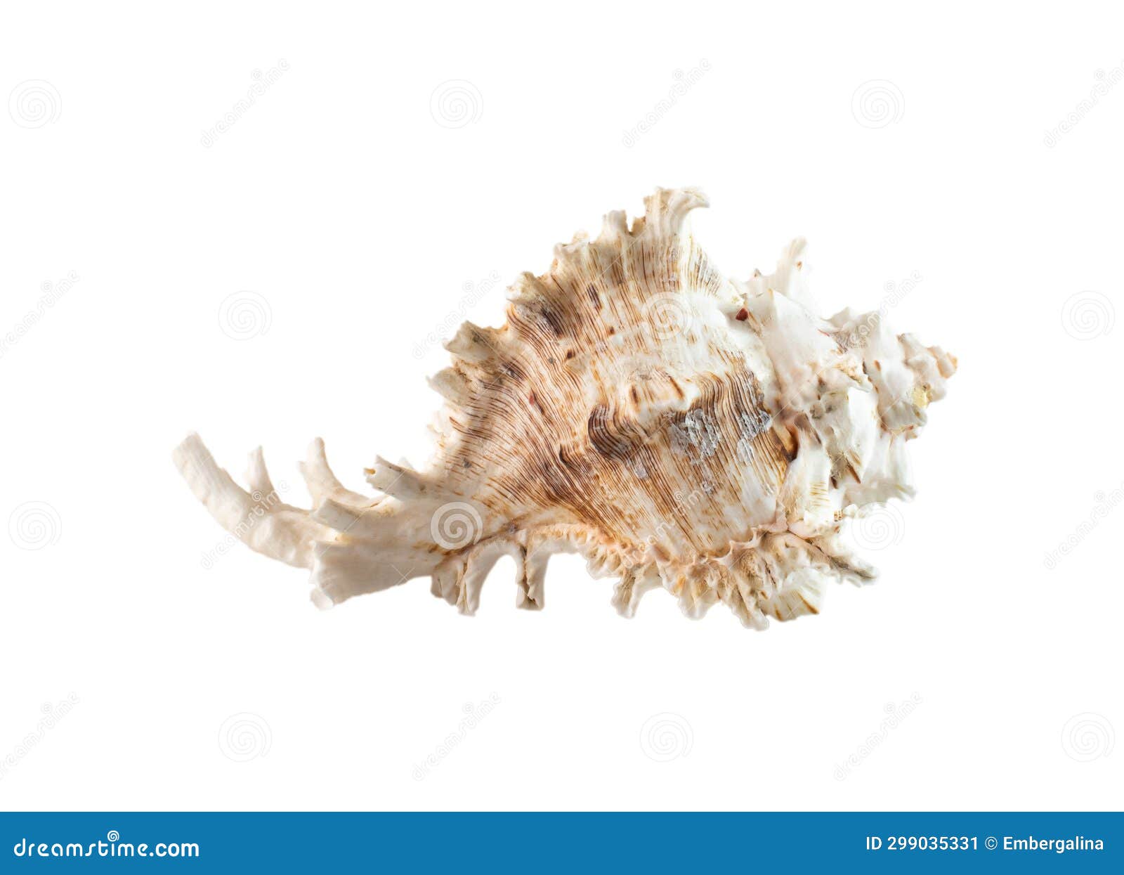 Large seashell stock image. Image of close, nature, conch - 299035331