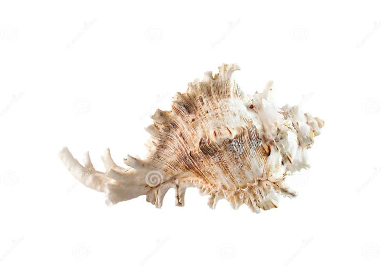 Large seashell stock image. Image of close, nature, conch - 299035331
