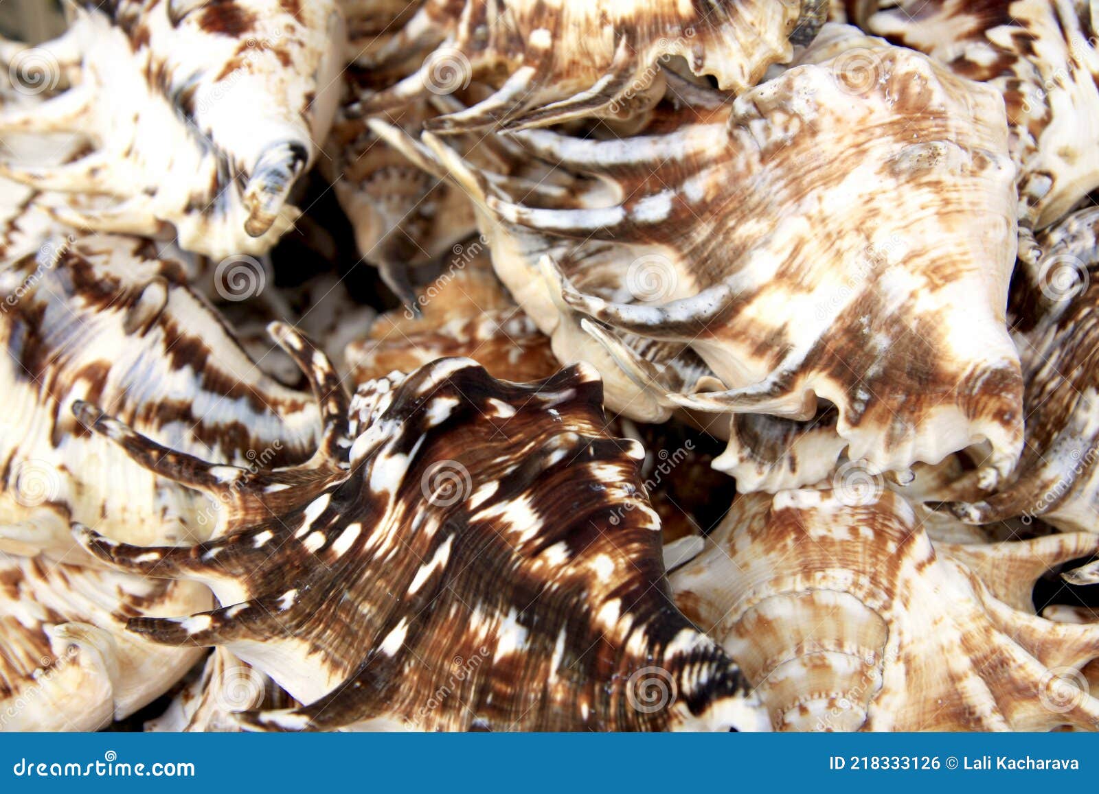 Large seashells stock photo. Image of nature, mollusk - 218333126