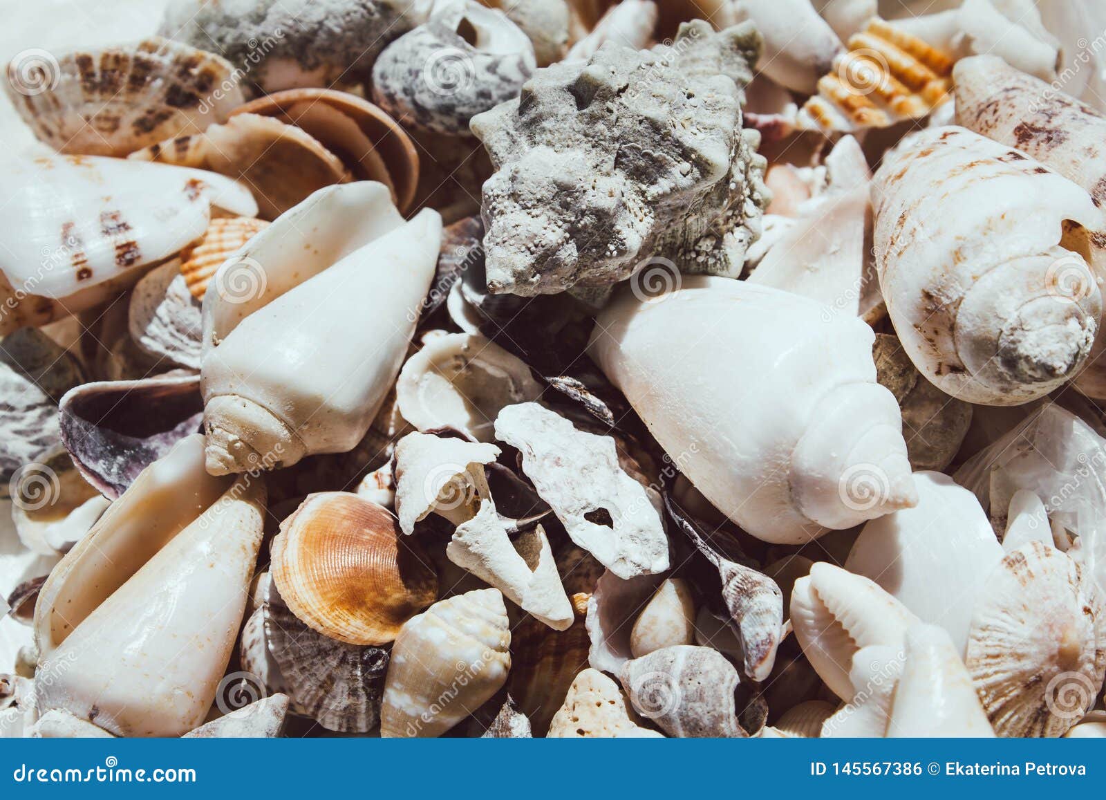 Large Seashells Close-up. White Shells Scattered. the Sunlight Falls on ...
