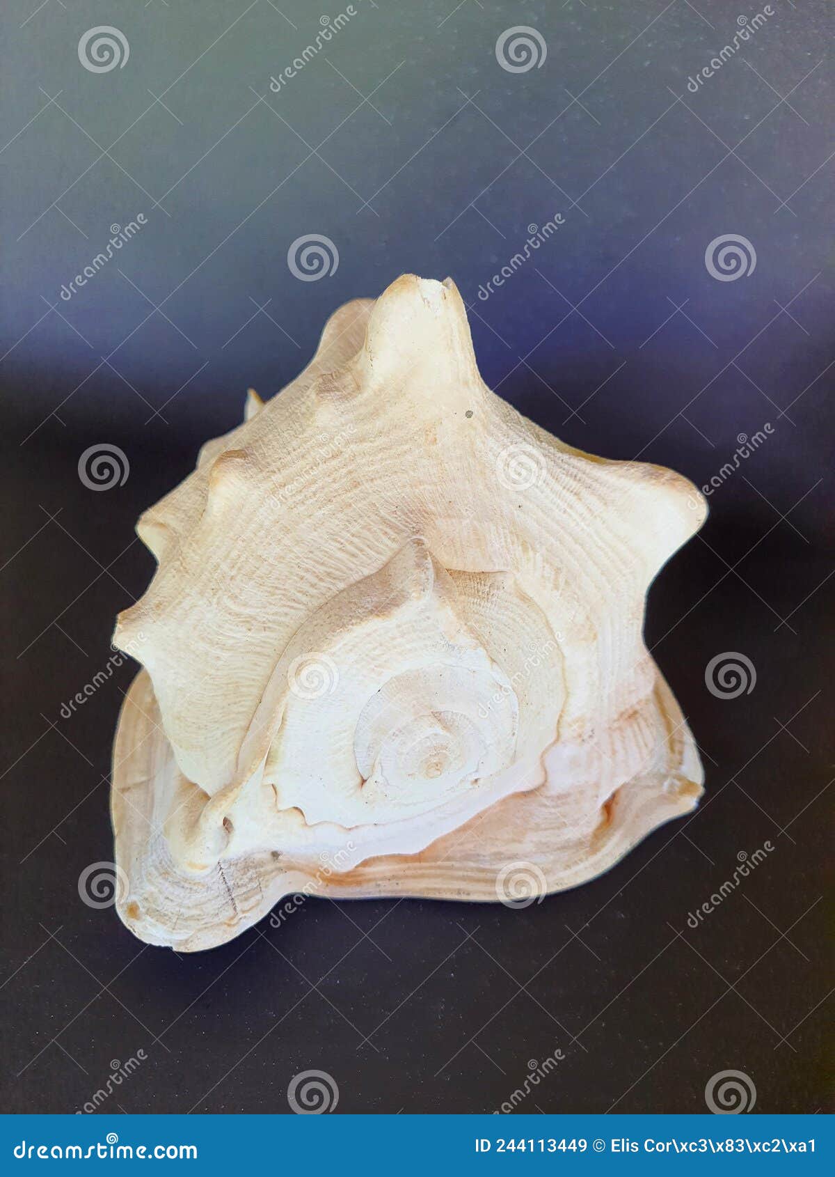 Large Seashells Isolated on a Dark Blue Gradient Background, Stock ...