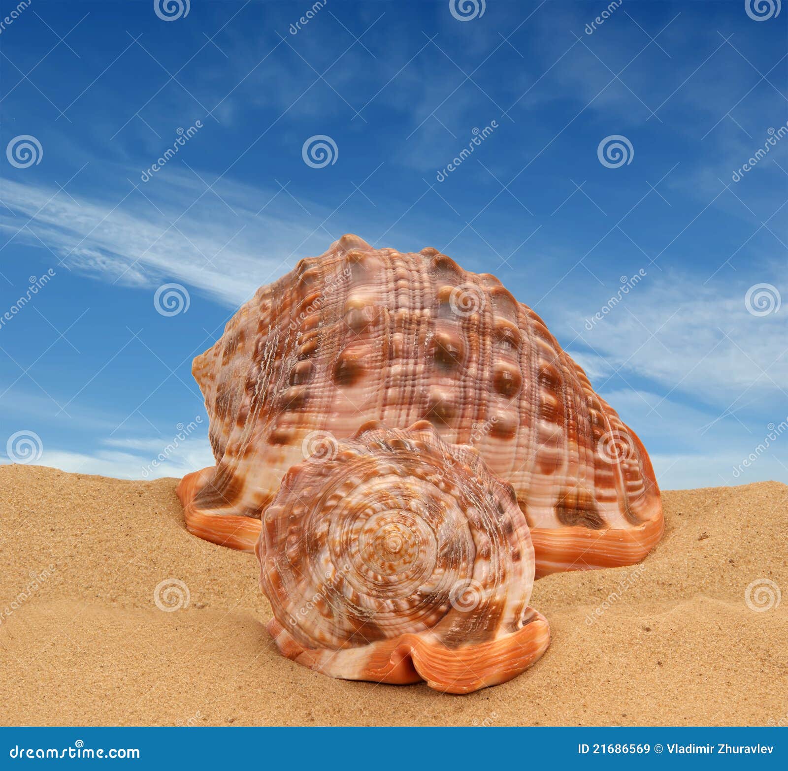 Large Seashells on the Sand Stock Image - Image of vacations, shells ...