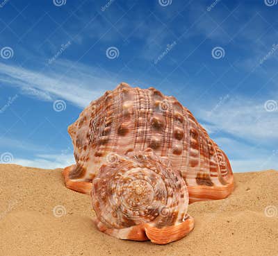 Large Seashells on the Sand Stock Image - Image of vacations, shells ...
