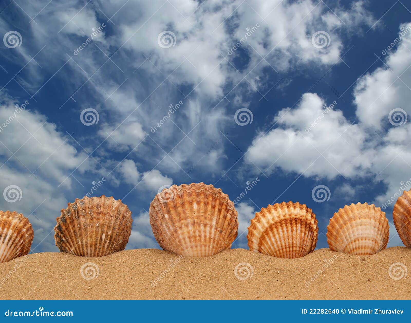 Large Seashells on the Sand Stock Photo - Image of beach, edges: 22282640