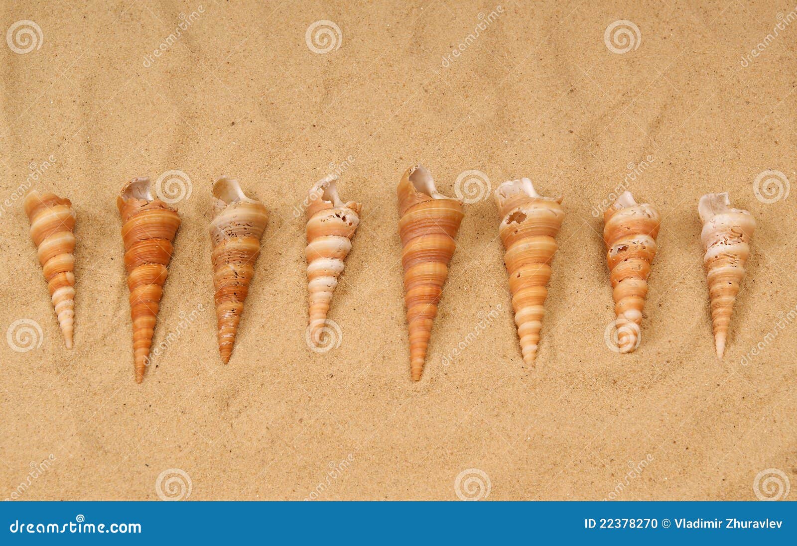 Large Seashells on the Sand Stock Photo - Image of decoration, beach ...
