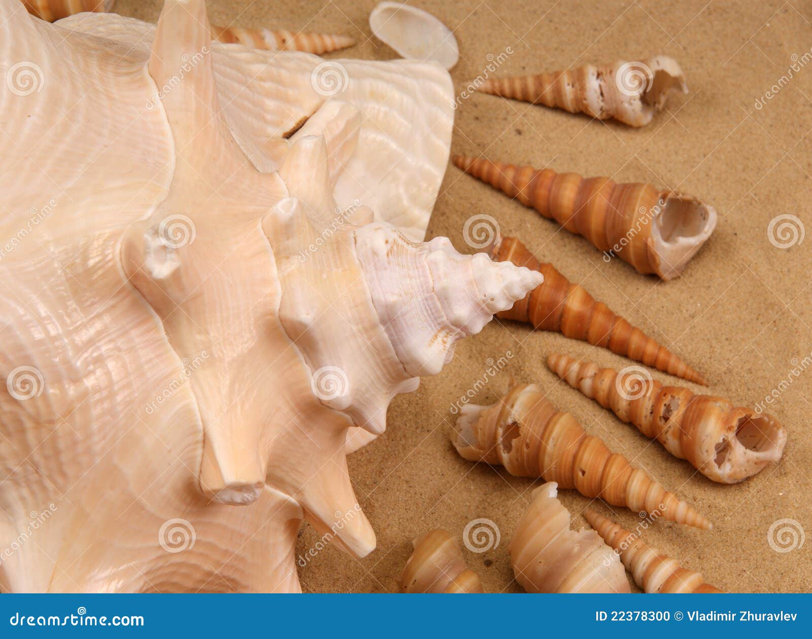 Large Seashells on the Sand Stock Photo - Image of shells, edges: 22378300