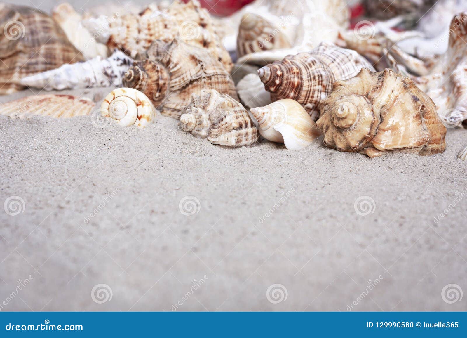 Large Seashells on the Sand. Summer Beach Background Stock Photo ...