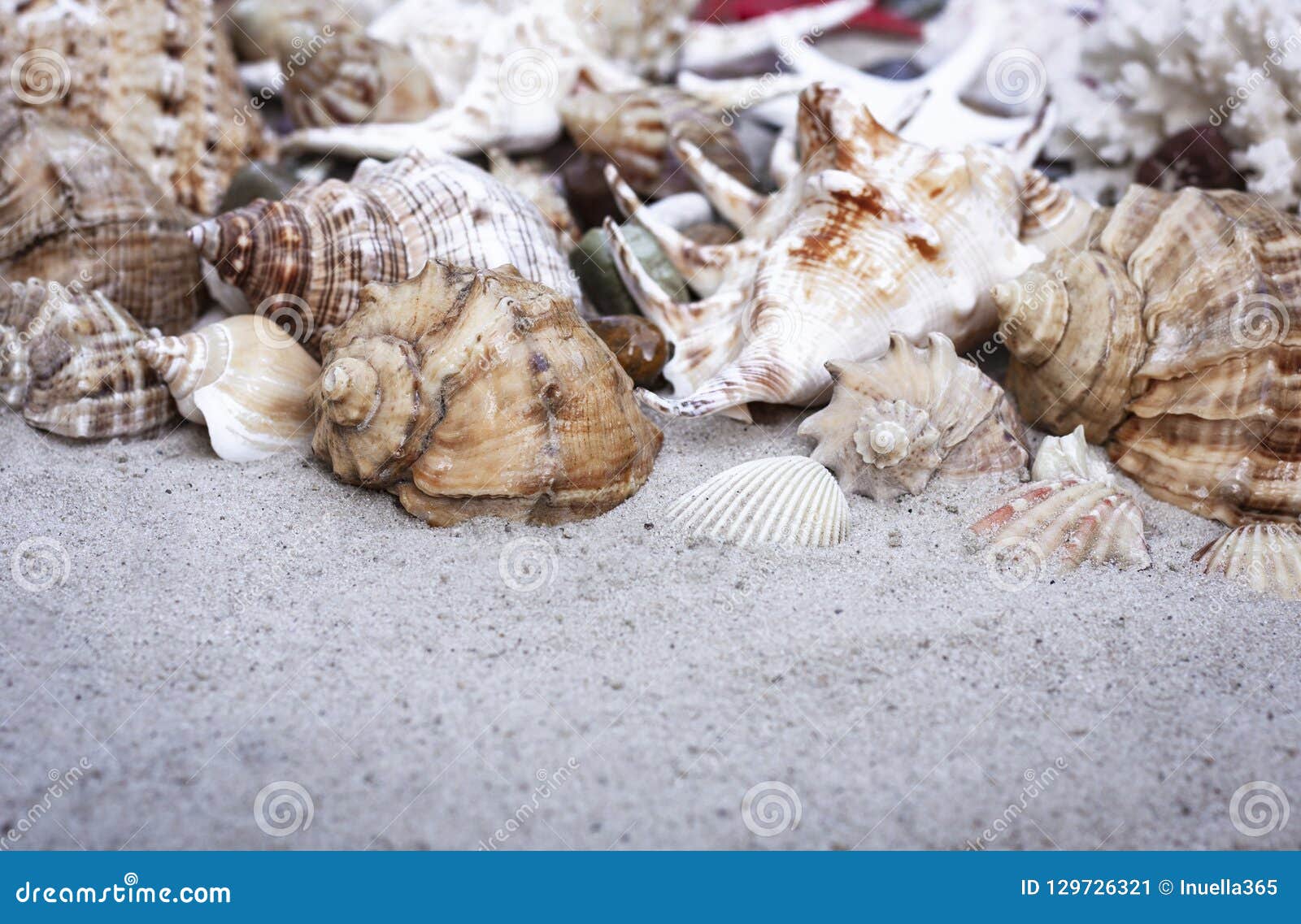 Large Seashells on the Sand. Summer Beach Background Stock Image ...