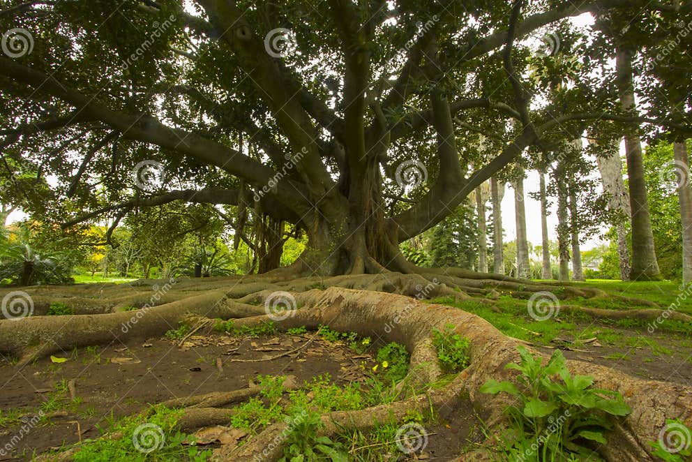 Secular Tree with a Long Roots Stock Photo - Image of green, oldest ...