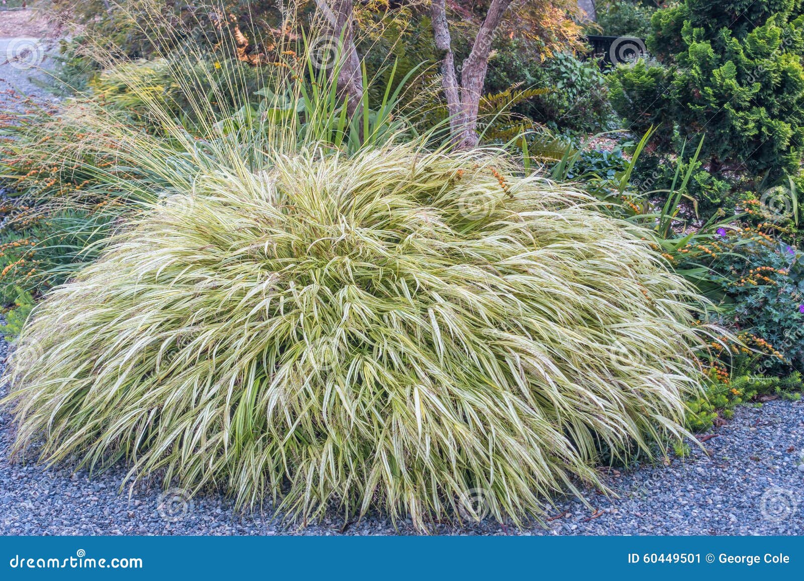 Large Sedge Bush stock image. Image of seatac, bush, flora - 60449501