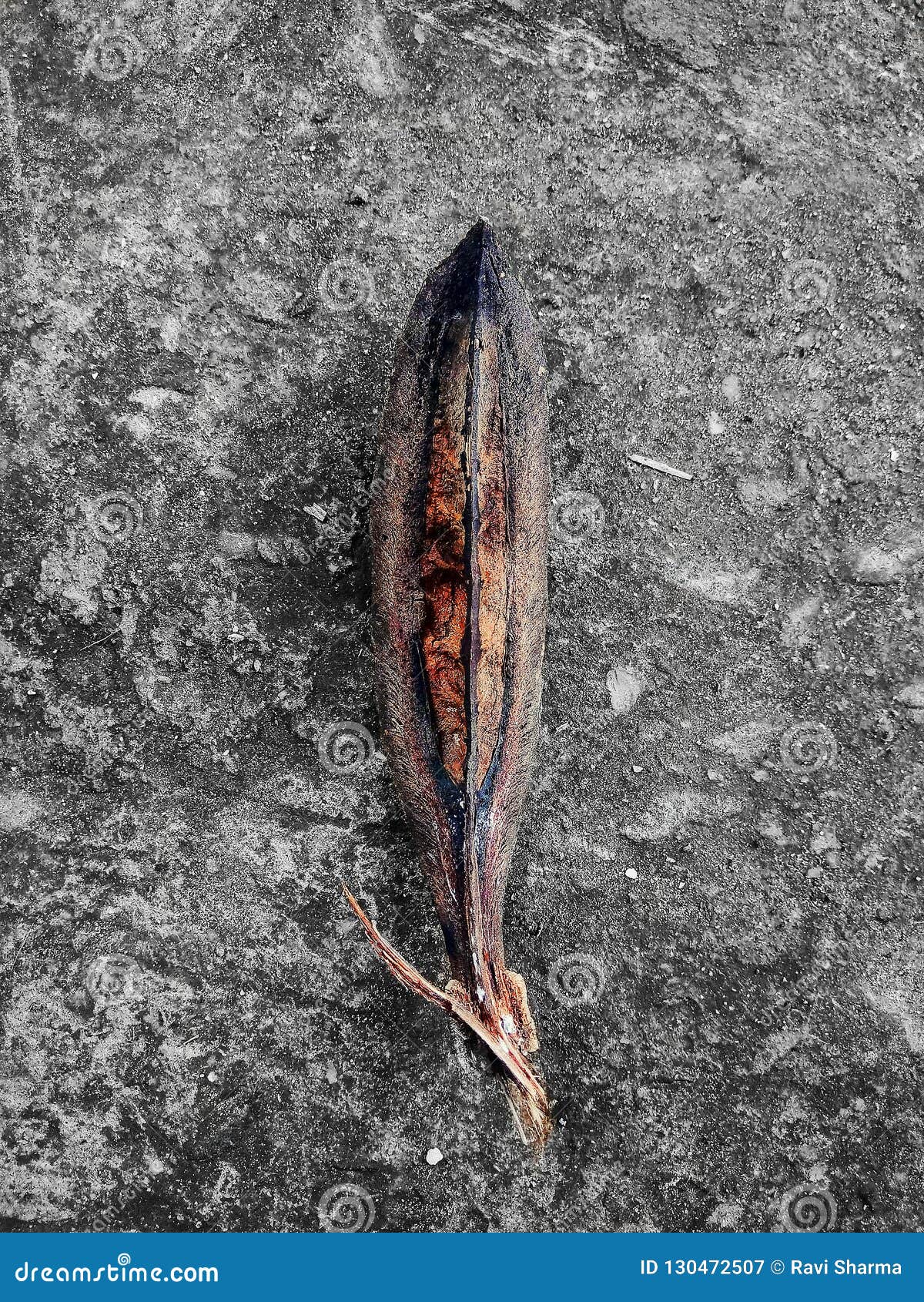 Large seed stock image. Image of large, pavement, seed - 130472507