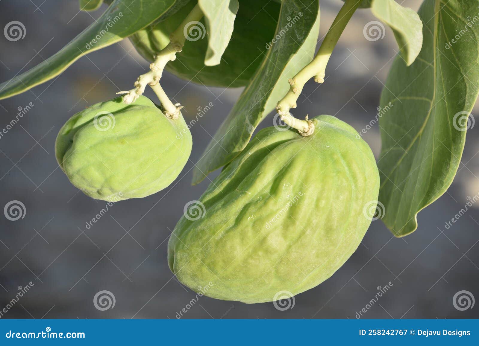 Large Seed Pod with Leaves on a Bush Stock Image - Image of tropics ...