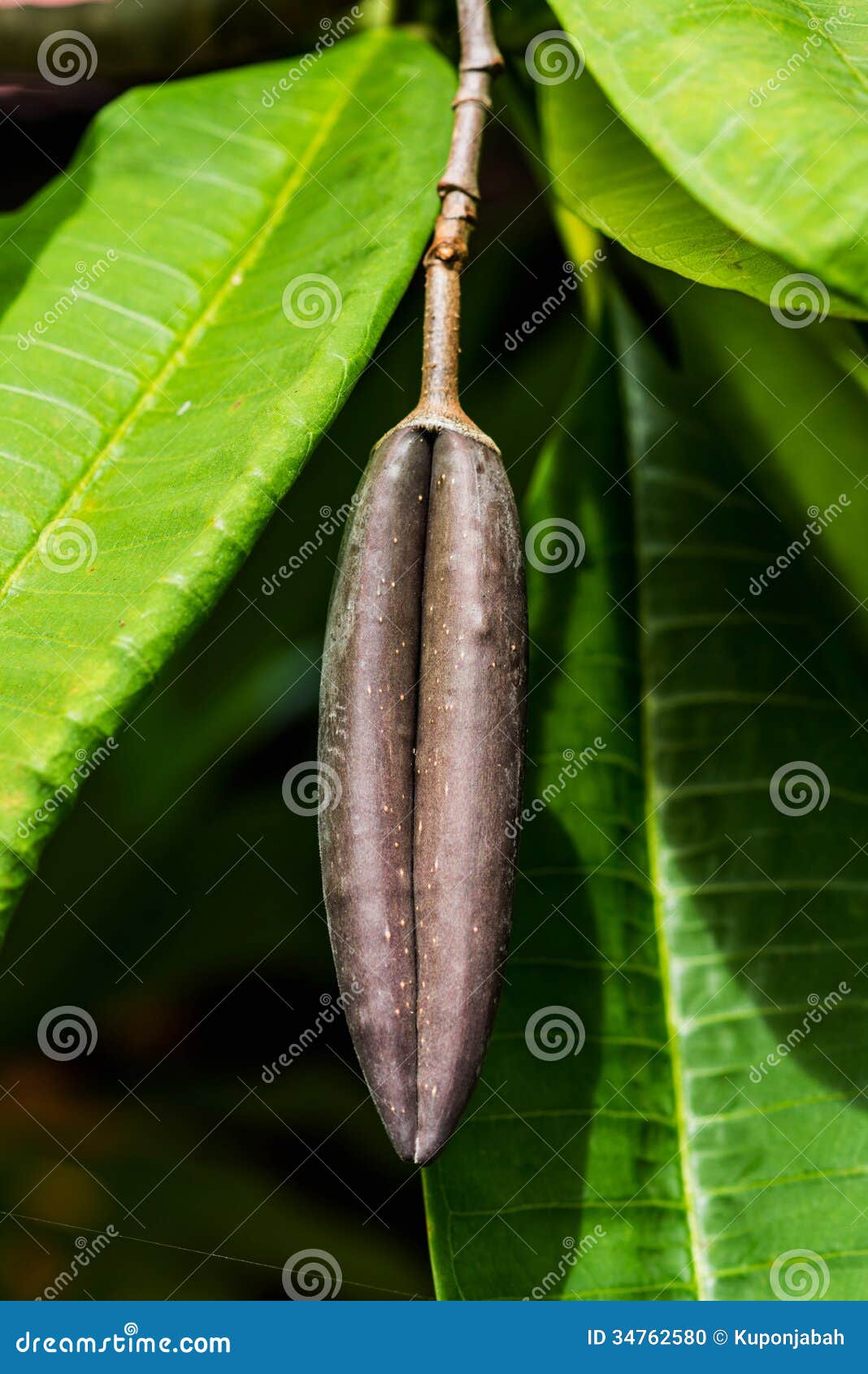 Large seed on tree branch stock photo. Image of seed - 34762580