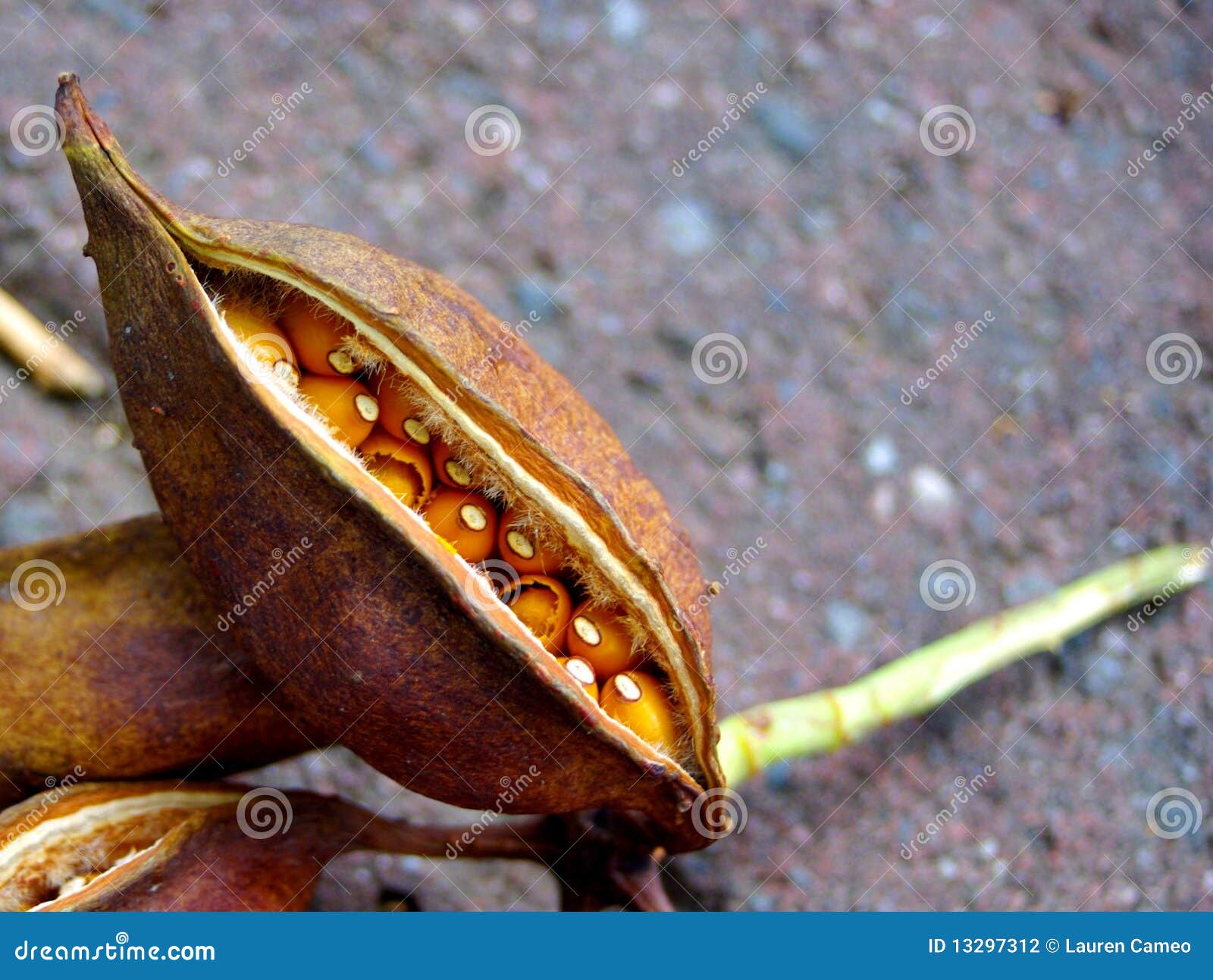Large Seedpod Stock Photography - Image: 13297312
