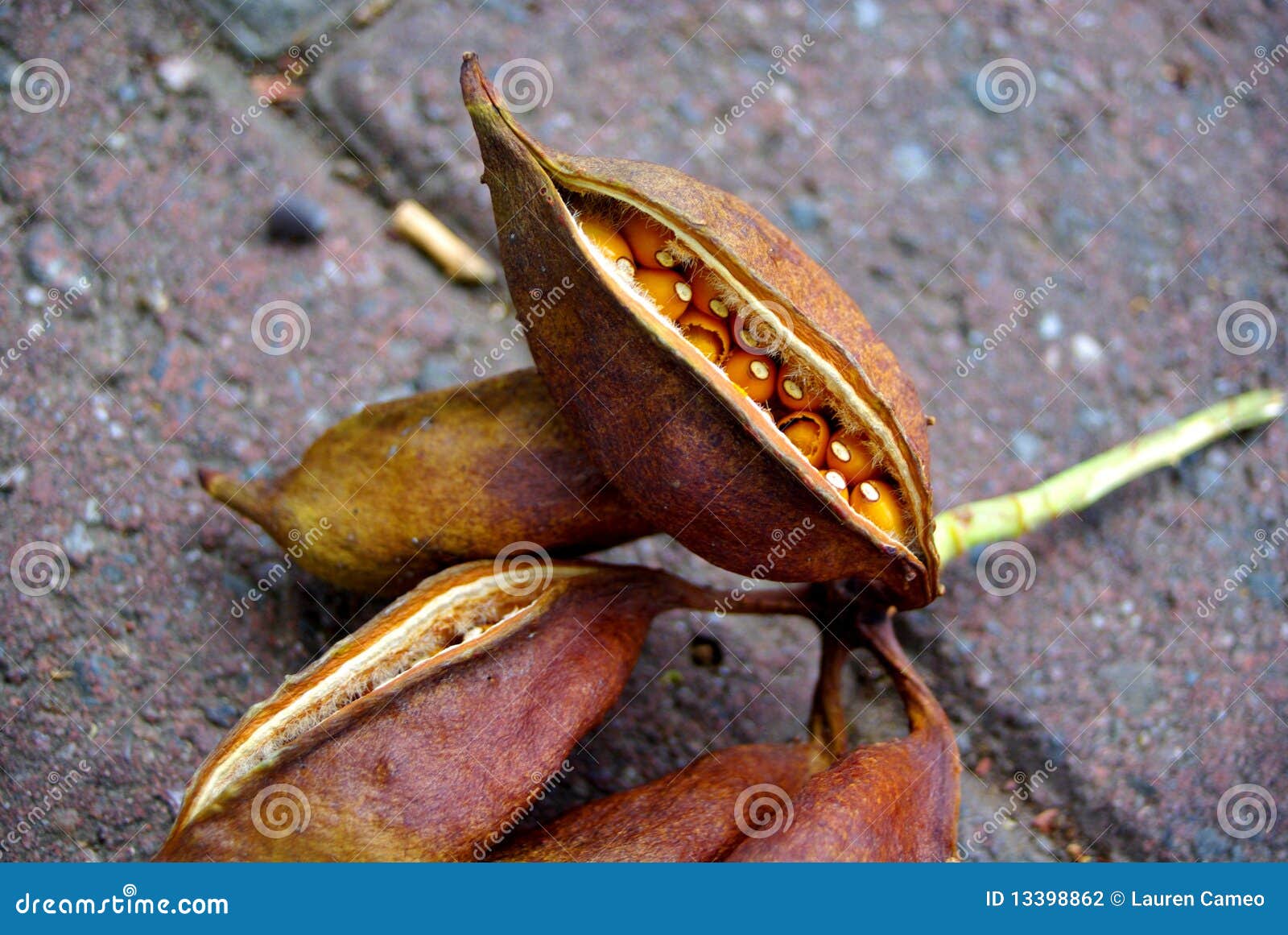 Large Seedpods stock photo. Image of natural, seeds, grow - 13398862