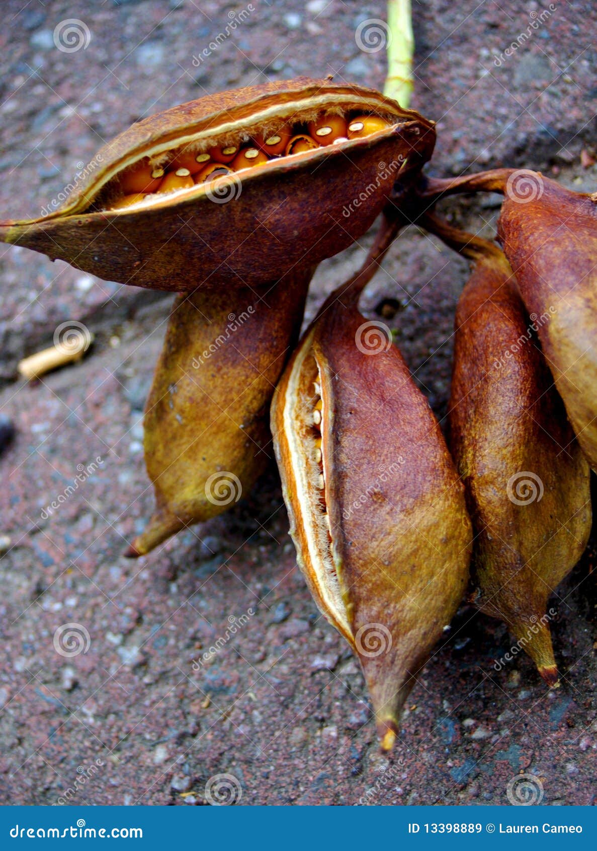 Large Seedpods stock image. Image of ground, seeds, natural - 13398889