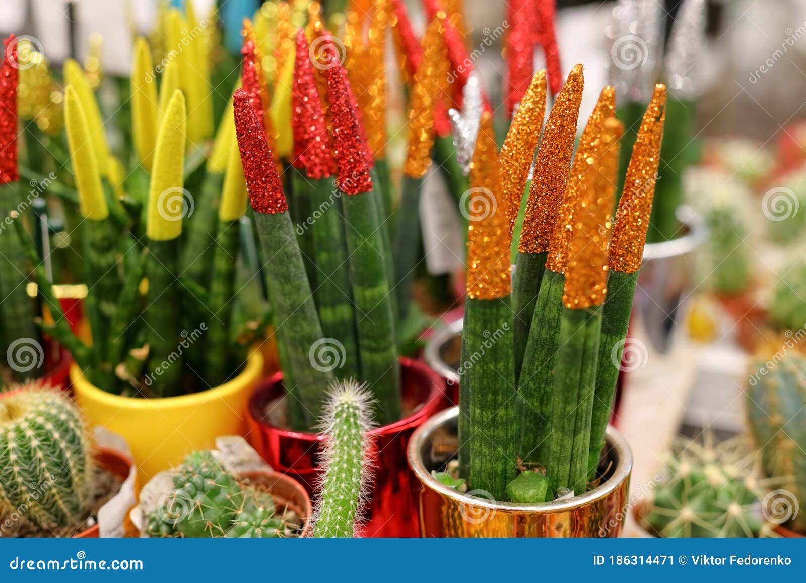 A Large Selection of Mini Cacti in a Flower Shop. Cacti are Traditional ...